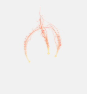 Born Phoenix Effect | Orange Mushroom's Blog